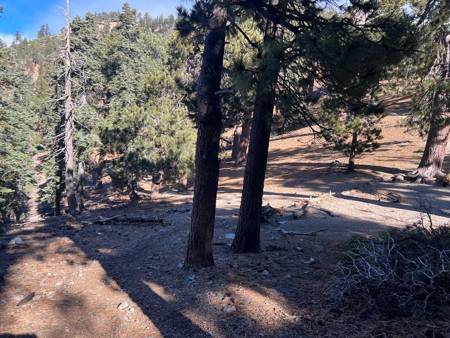 11/18/2023 Ontario Peak ( 8,696 ft) via Icehouse Canyon ( 12.4 mi ...